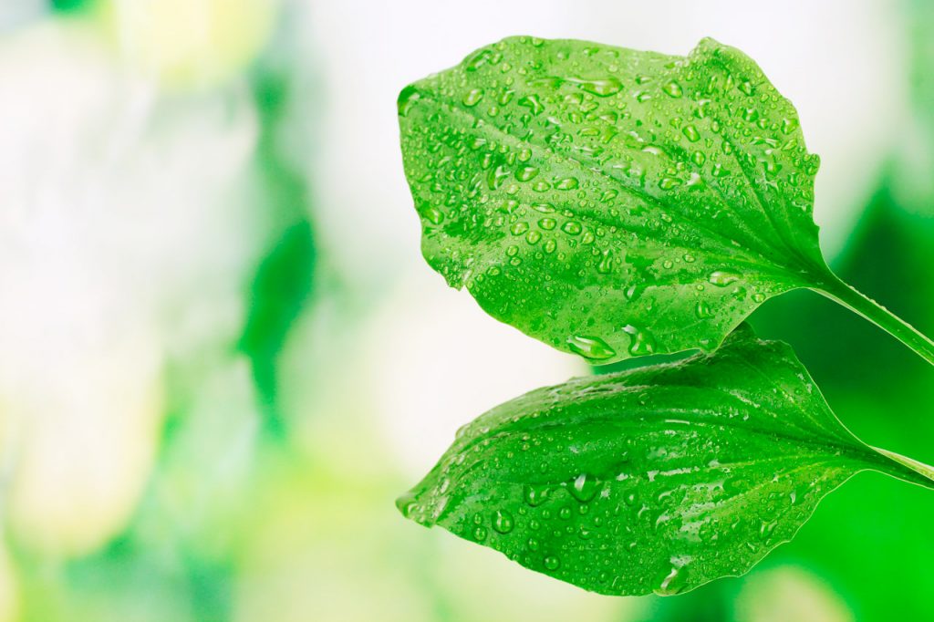 Infusión de Llantén para la Gastritis | Mis Remedios