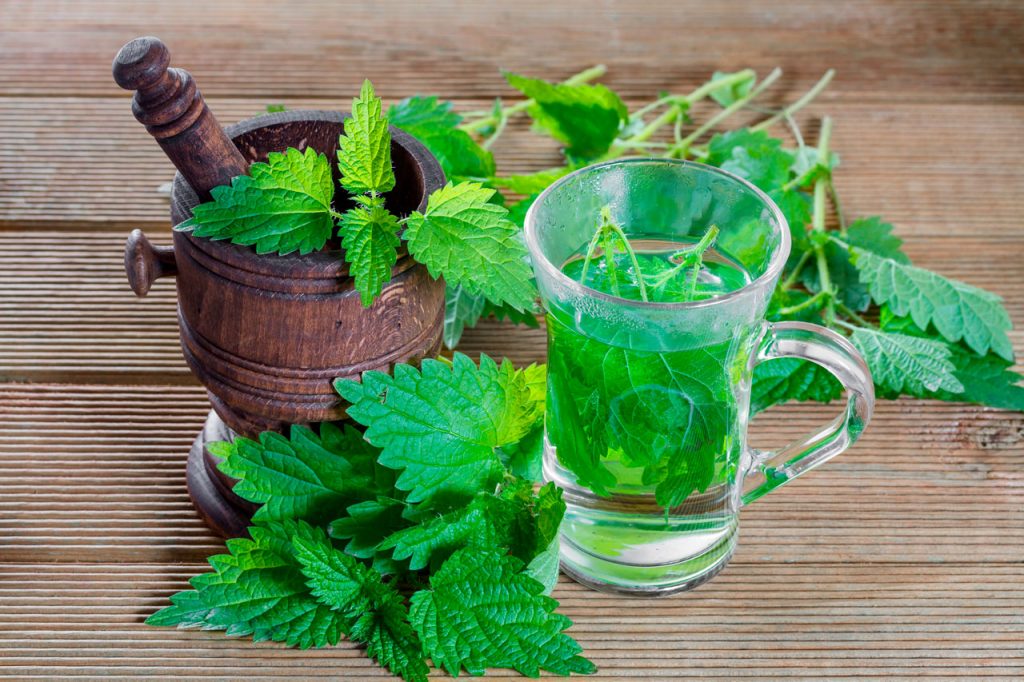 Infusión de Ortiga y Llantén para el Hígado Graso | Mis Remedios