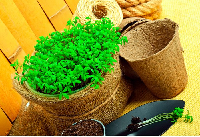 Berro | Mis Remedios