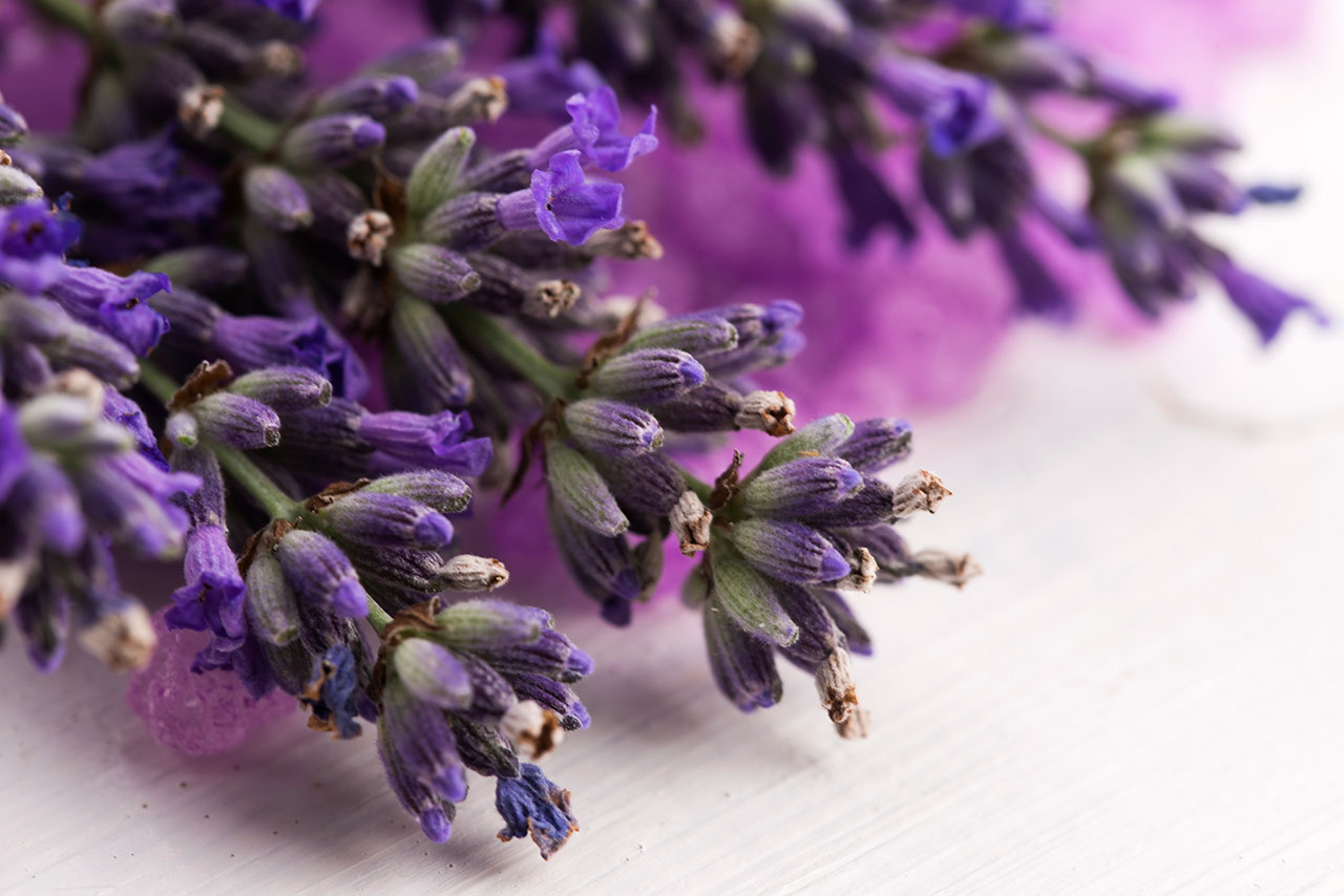 11 Estupendos Beneficios de la Lavanda que te Sorprenderán | Mis Remedios