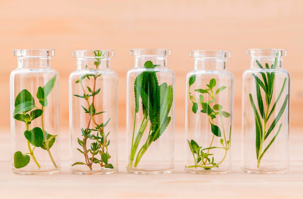 Descubre Qué Son los Aceites Esenciales y Cuáles Son los Más ...