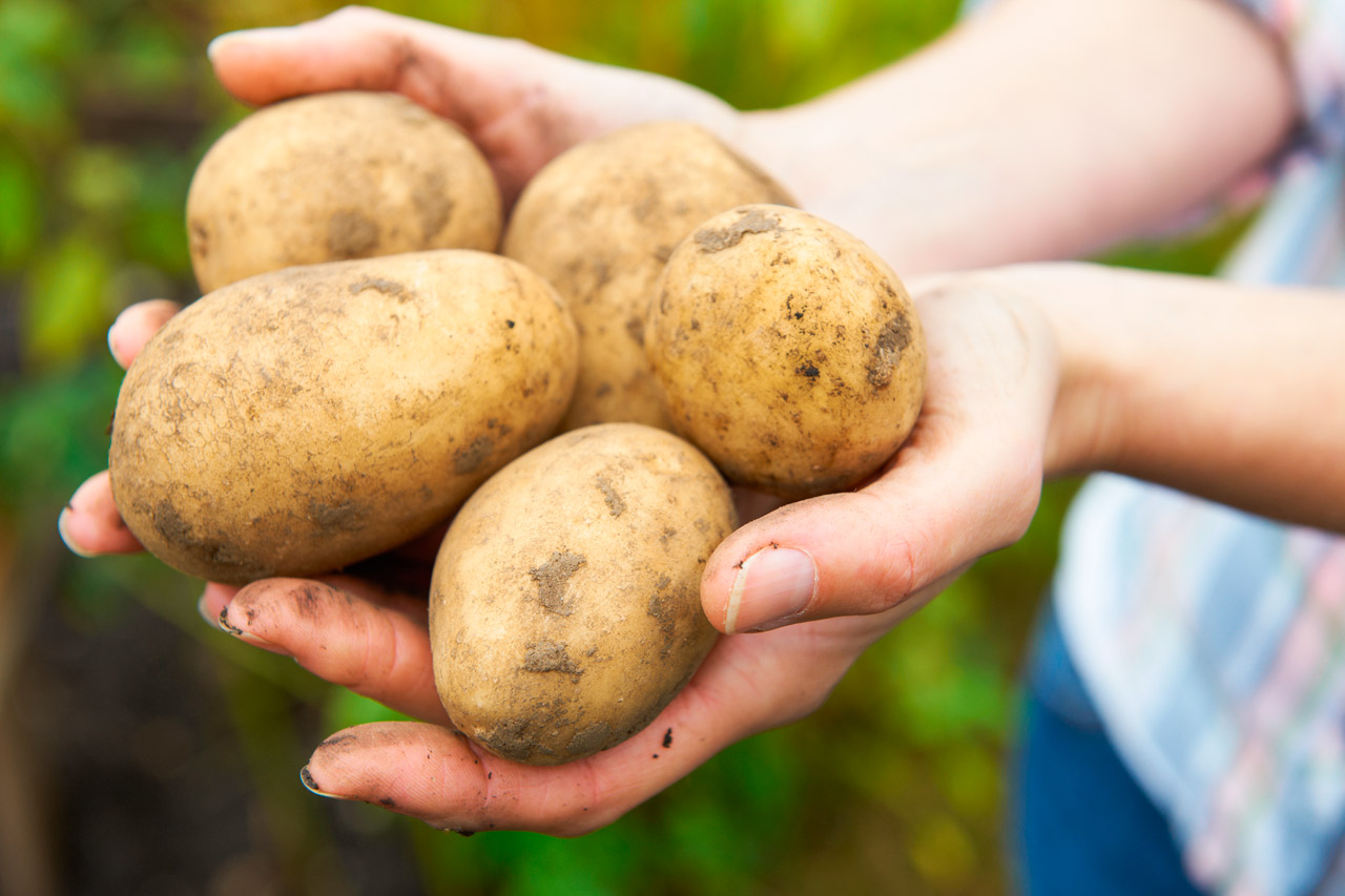 Los 10 Mayores Beneficios de las Patatas que Quizás Desconocías | Mis ...