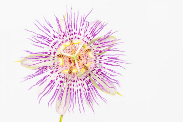 Epilepsia: Qué Es y 13 Remedios Naturales para Combatirla | Mis Remedios