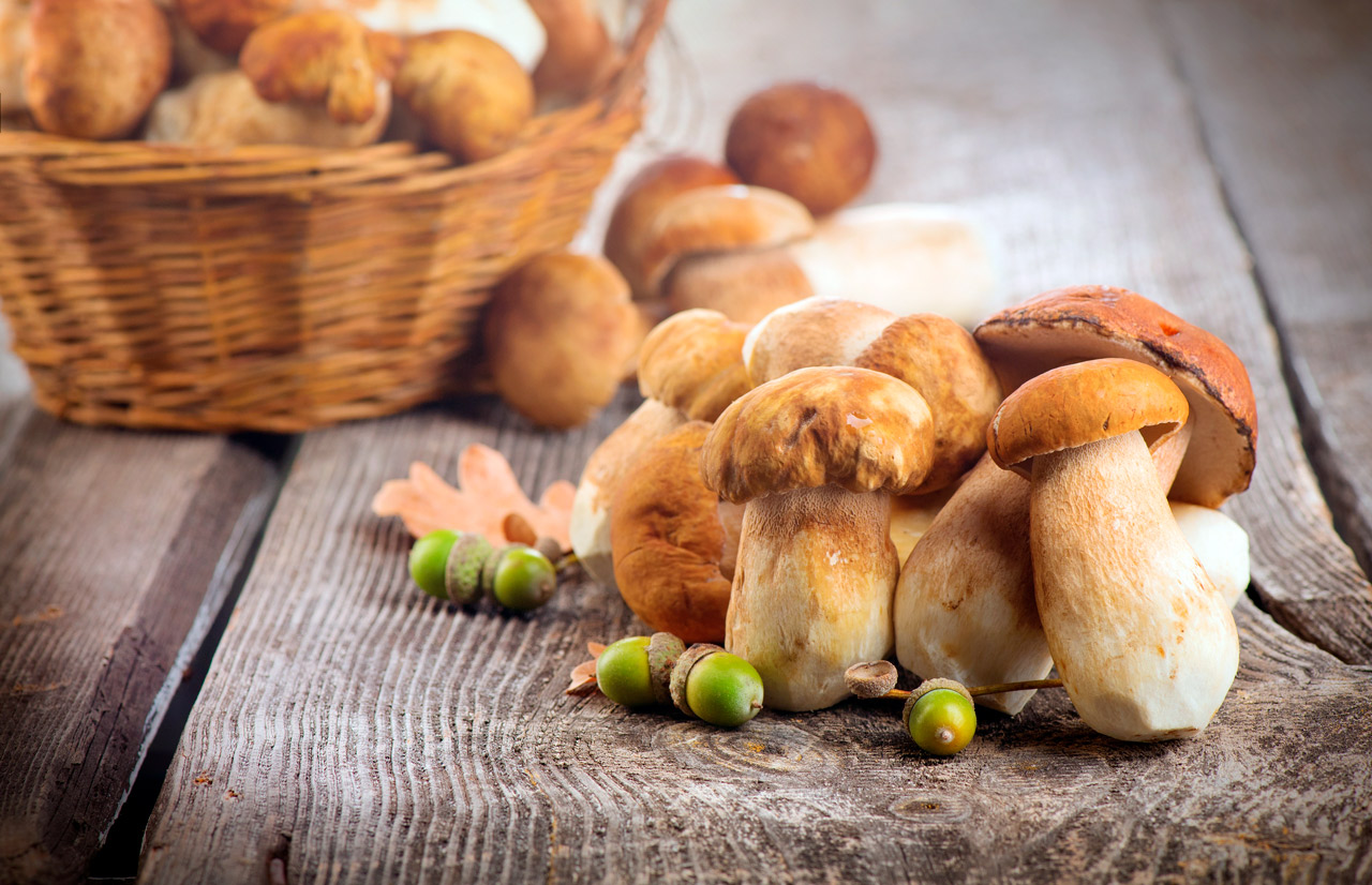 12 Beneficios de las Setas que No te Dejarán Indiferente | Mis Remedios