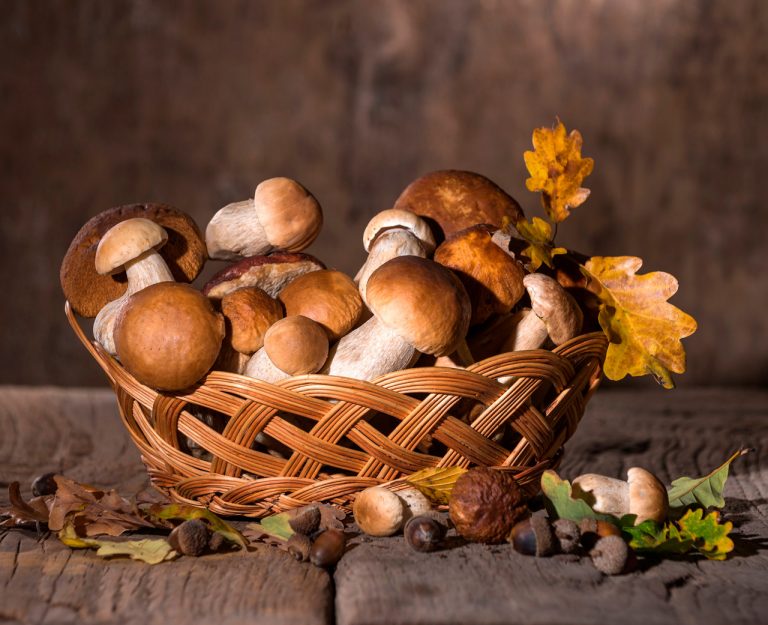 12 Beneficios de las Setas que No te Dejarán Indiferente | Mis Remedios