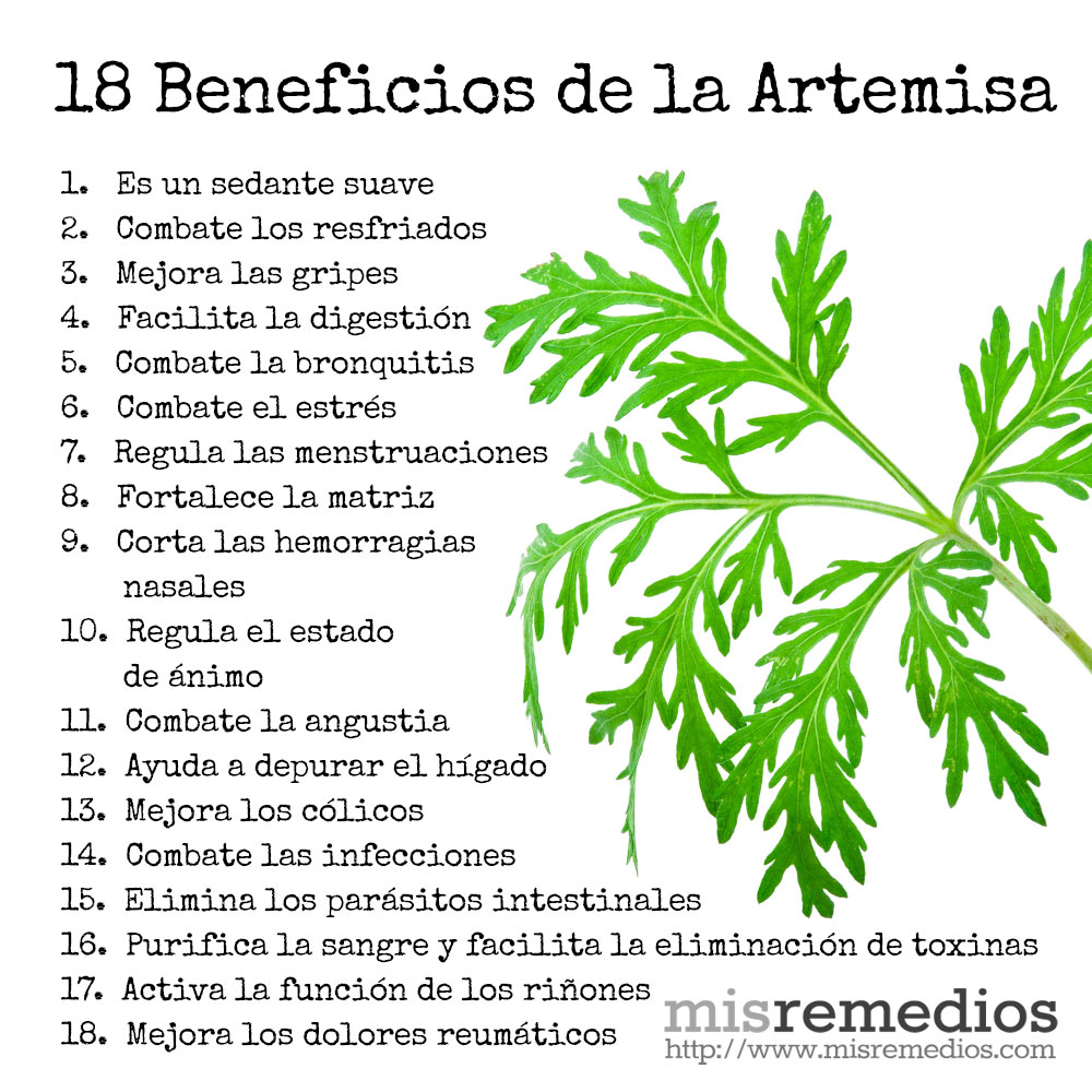 Artemisa | Mis Remedios